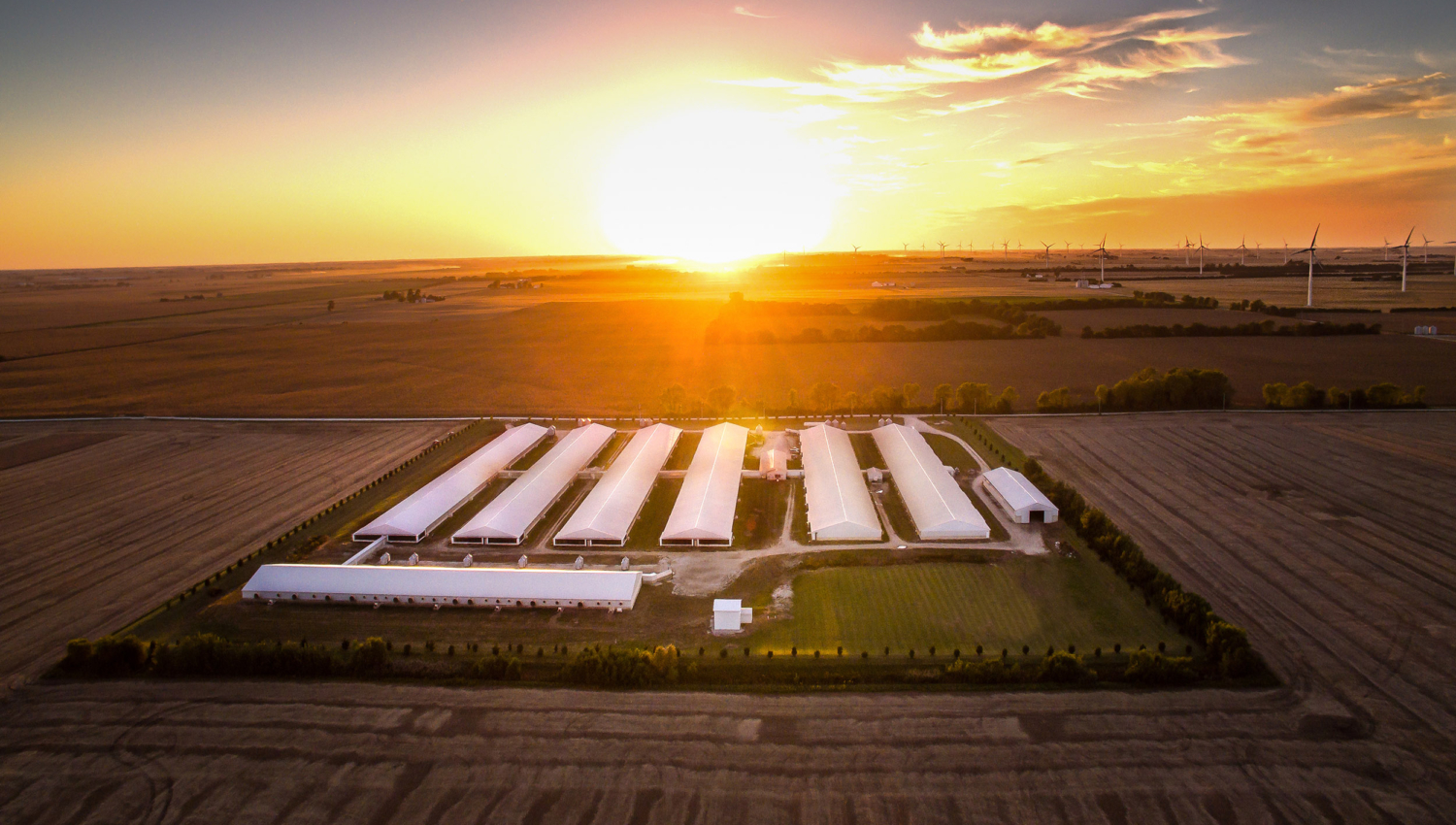 MARTIN FAMILY FARMS – 100 Years of Caring for People, Planet & Pigs